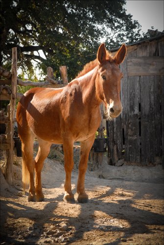 Photo Gallery of Dixie Dude Ranch